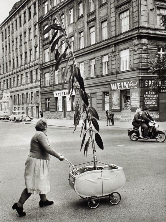 Unusual plant transport, photography by Franz Hubmann, 1954, in Dobling ...