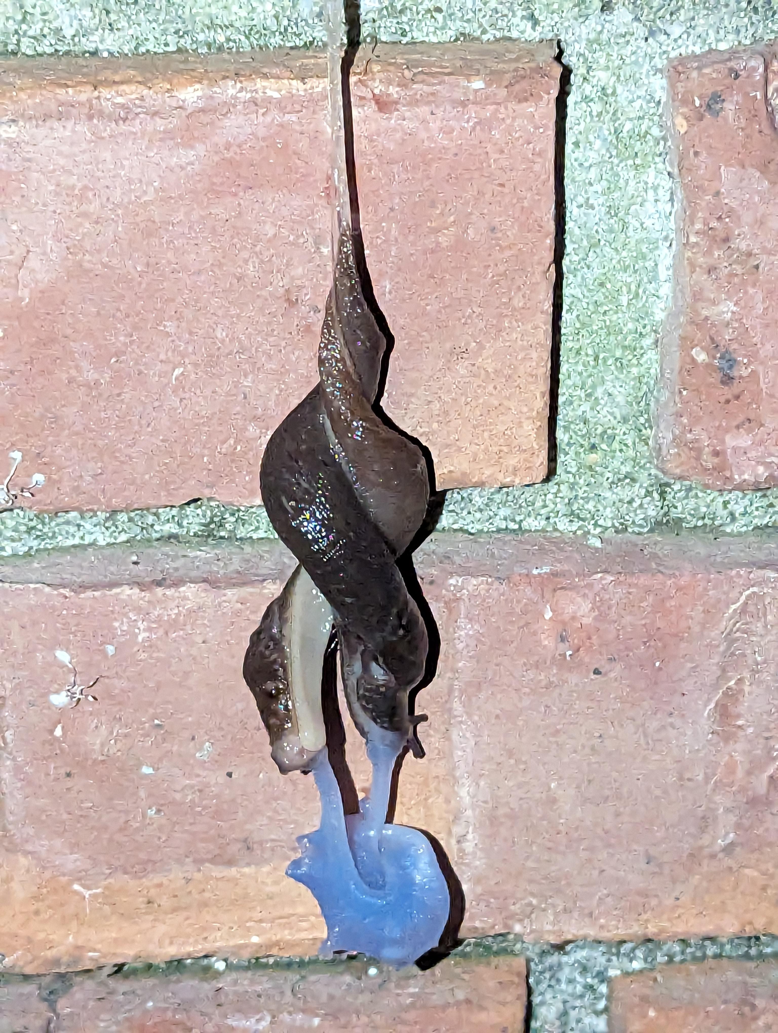 Caught the infamous slug mating ritual on the side of my house. - USLUCK