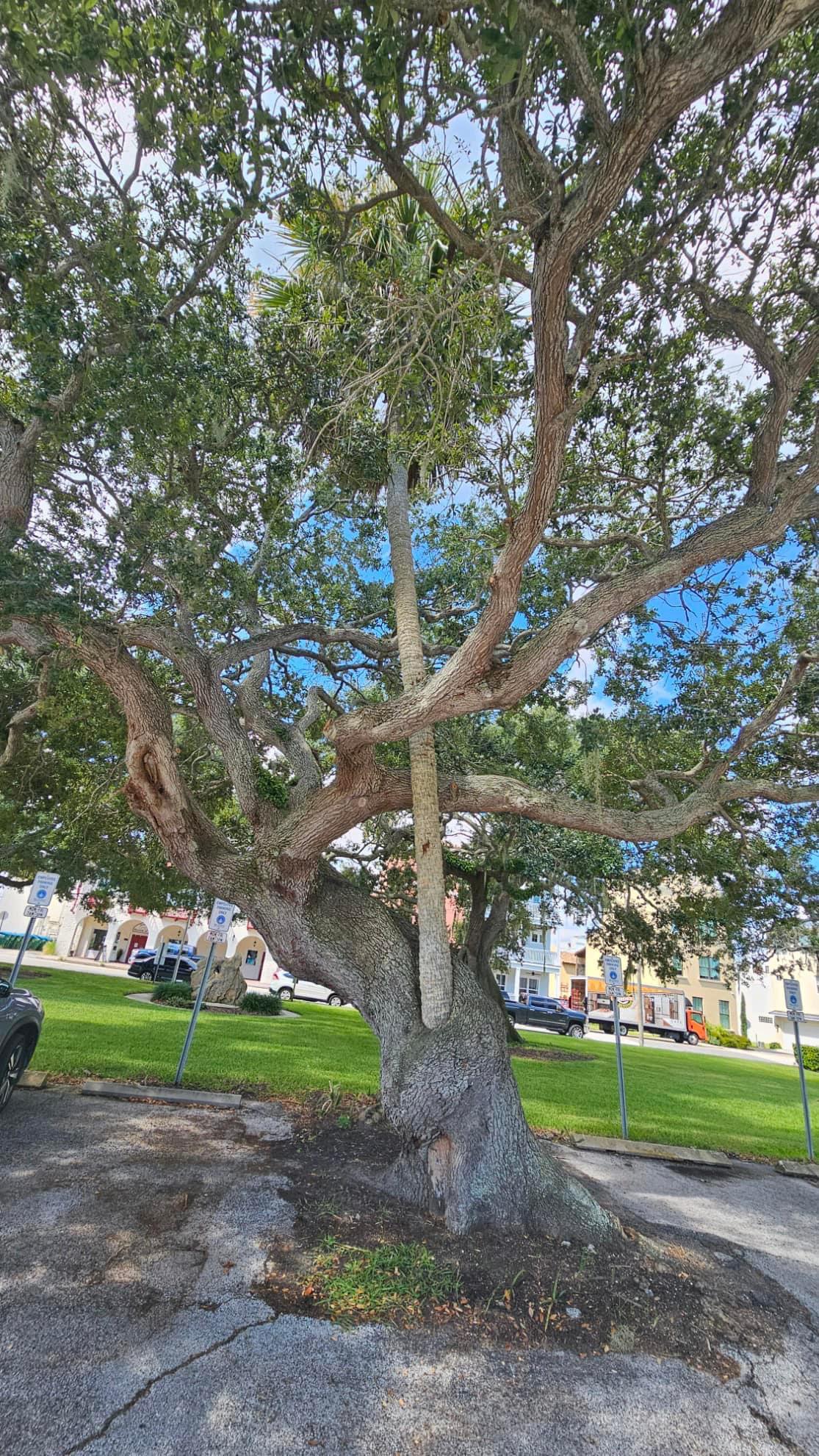 A palm tree surrounded by an oak - USLUCK