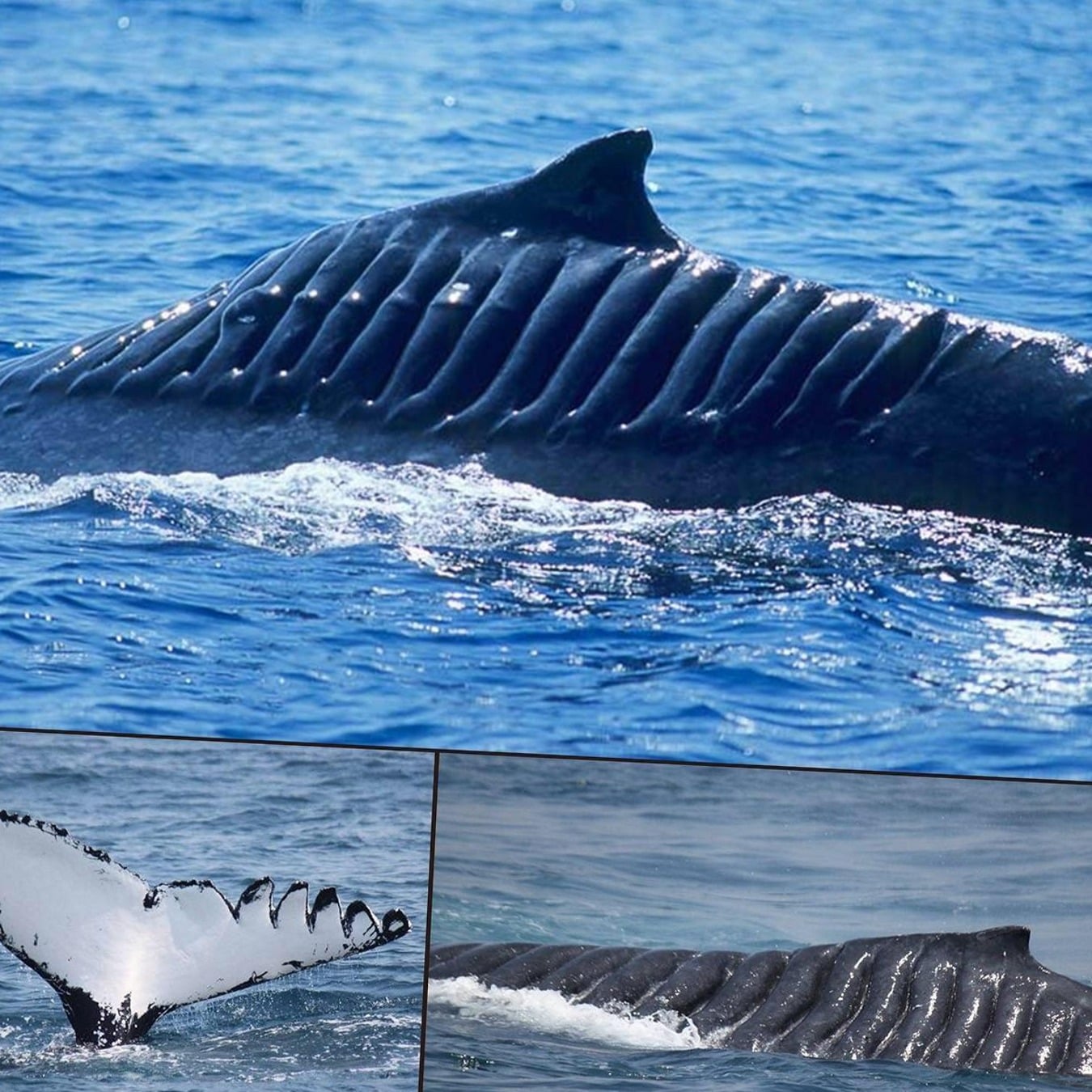 This whale survived being cut up by a boat propeller in 2001. The whale ...