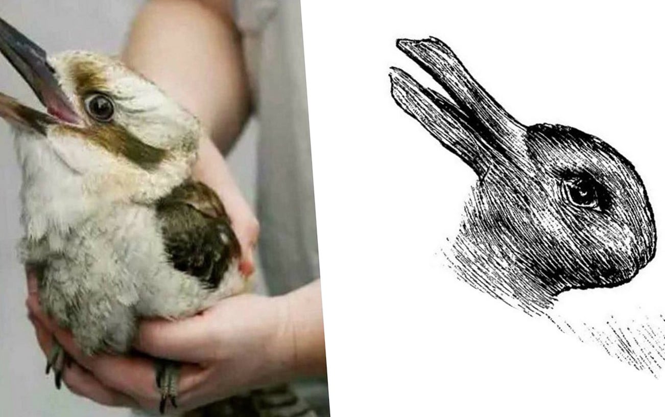 This rabbit impersonating a classic optical illusion. - USLUCK