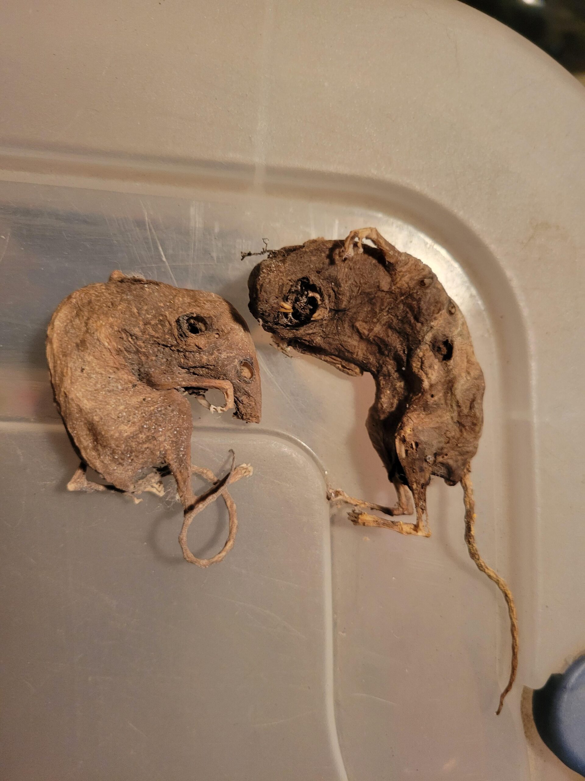 Mummified Mice discovered inside of an old pottery wheel. - USLUCK