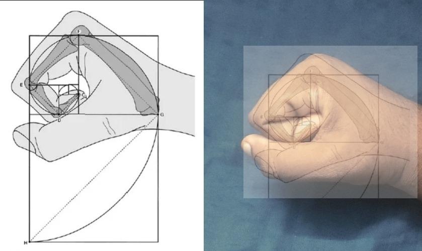 The representation of Golden ratio in human hand, the evolution that ...