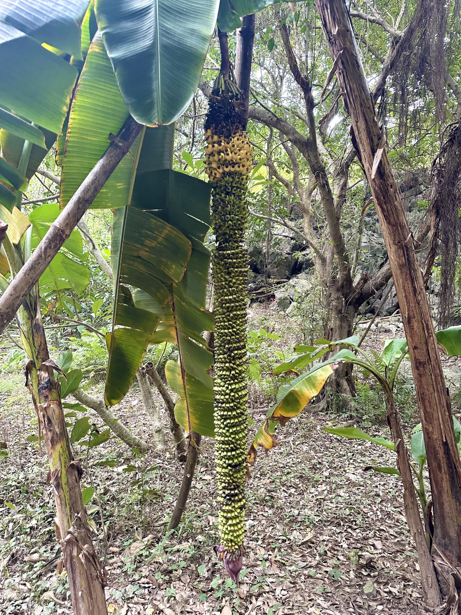 These insane bananas I saw in Vietnam! - USLUCK