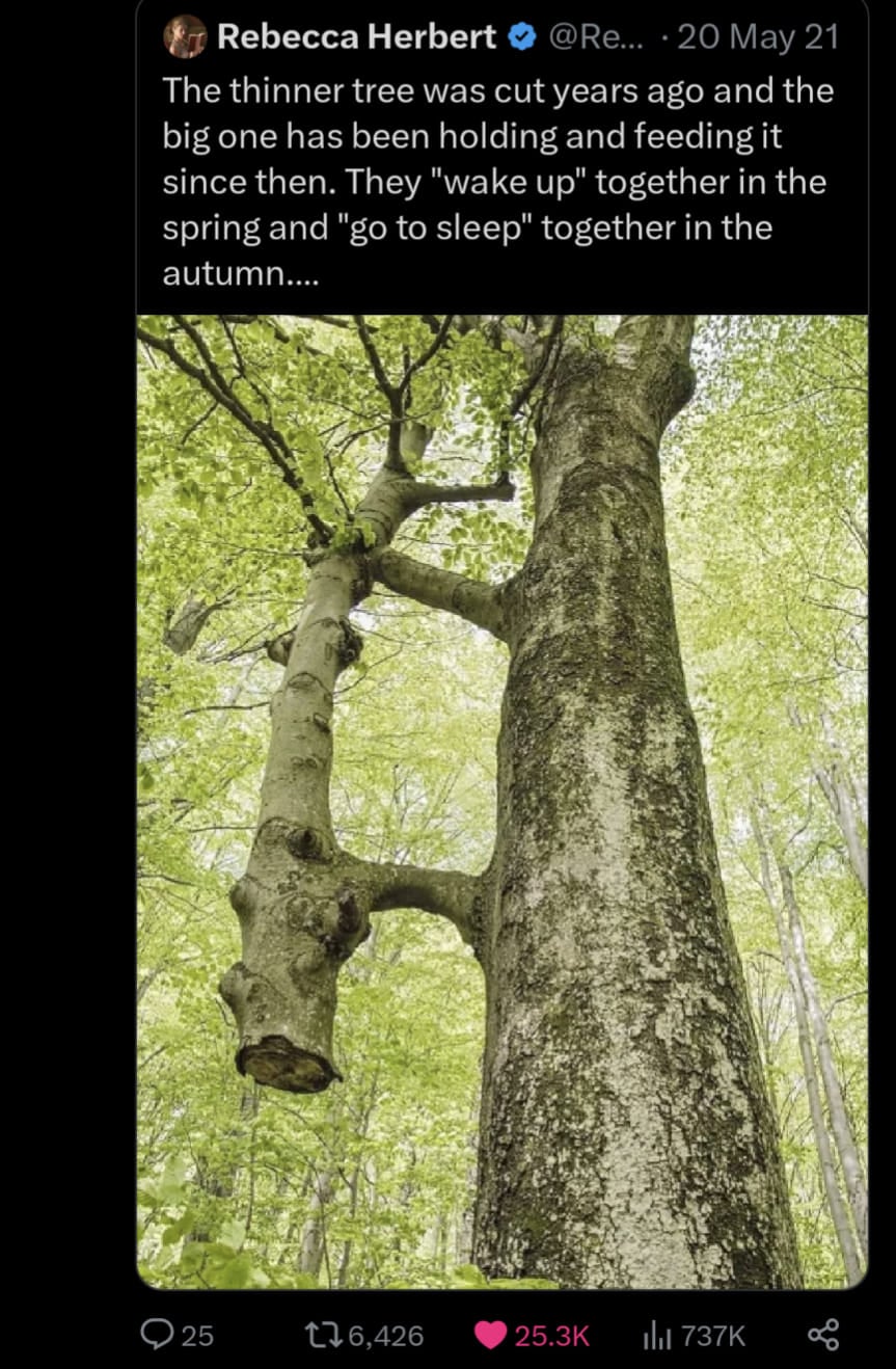 The phenomenon of two trees becoming conjoined is called "Inosculation ...