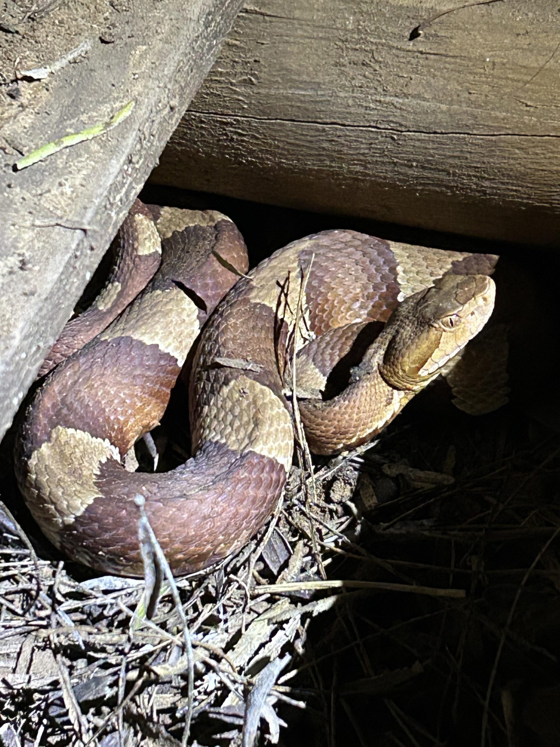 Copperhead Found Under Pallet at our Ranch - USLUCK