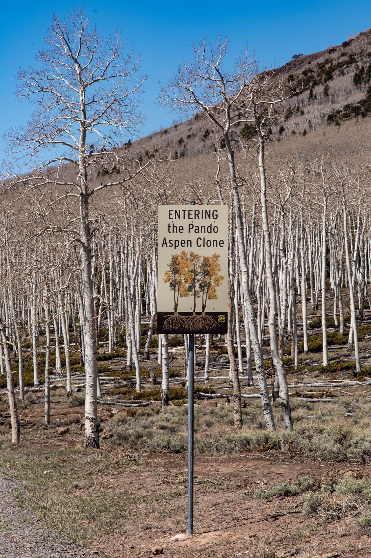 Meet Pando, not a forest but a single tree. Every trunk of the Quaking ...
