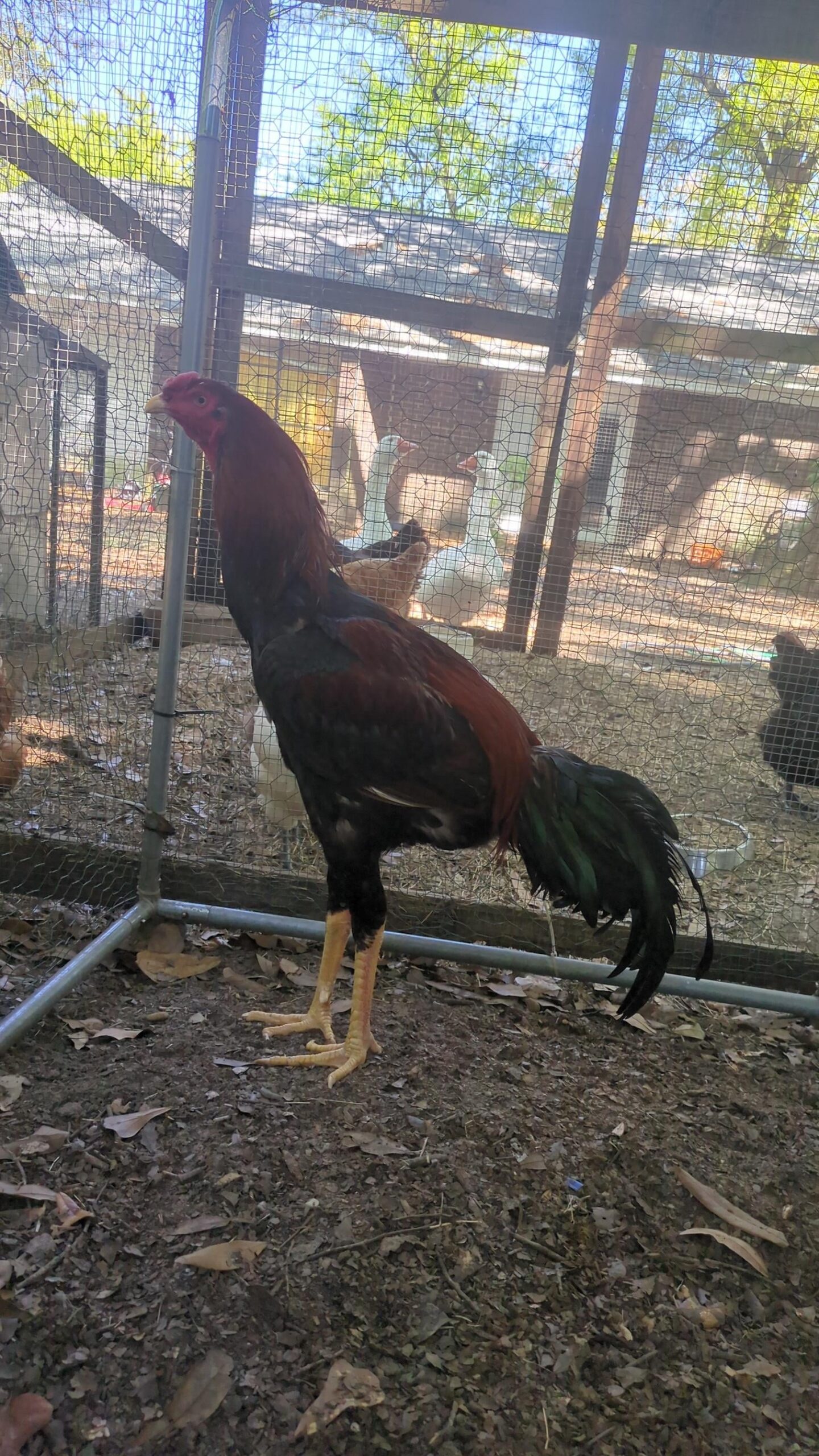 The tallest chicken breed in the world gets 4ft tall. They're called ...