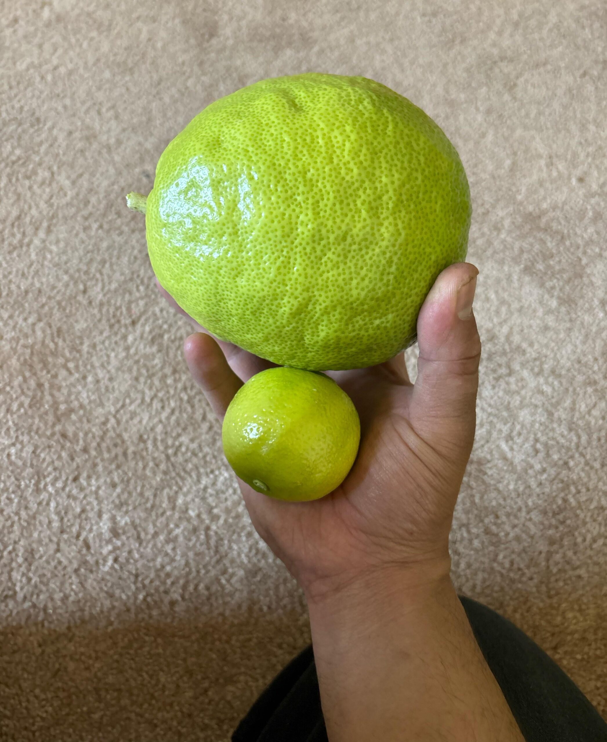 The lime that I picked at the right time vs. the lime that was hiding ...
