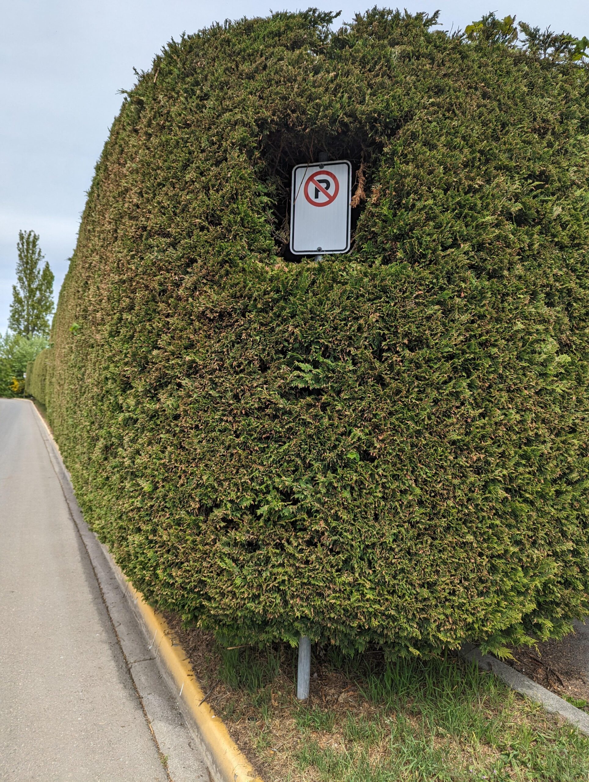 No parking sign in an overgrown hedge with a hole cutout to see the ...