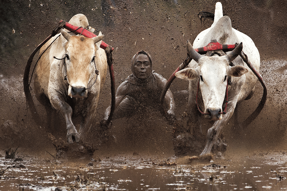 A pacu jawi race which is a traditional water buffalo race in Indonesia ...