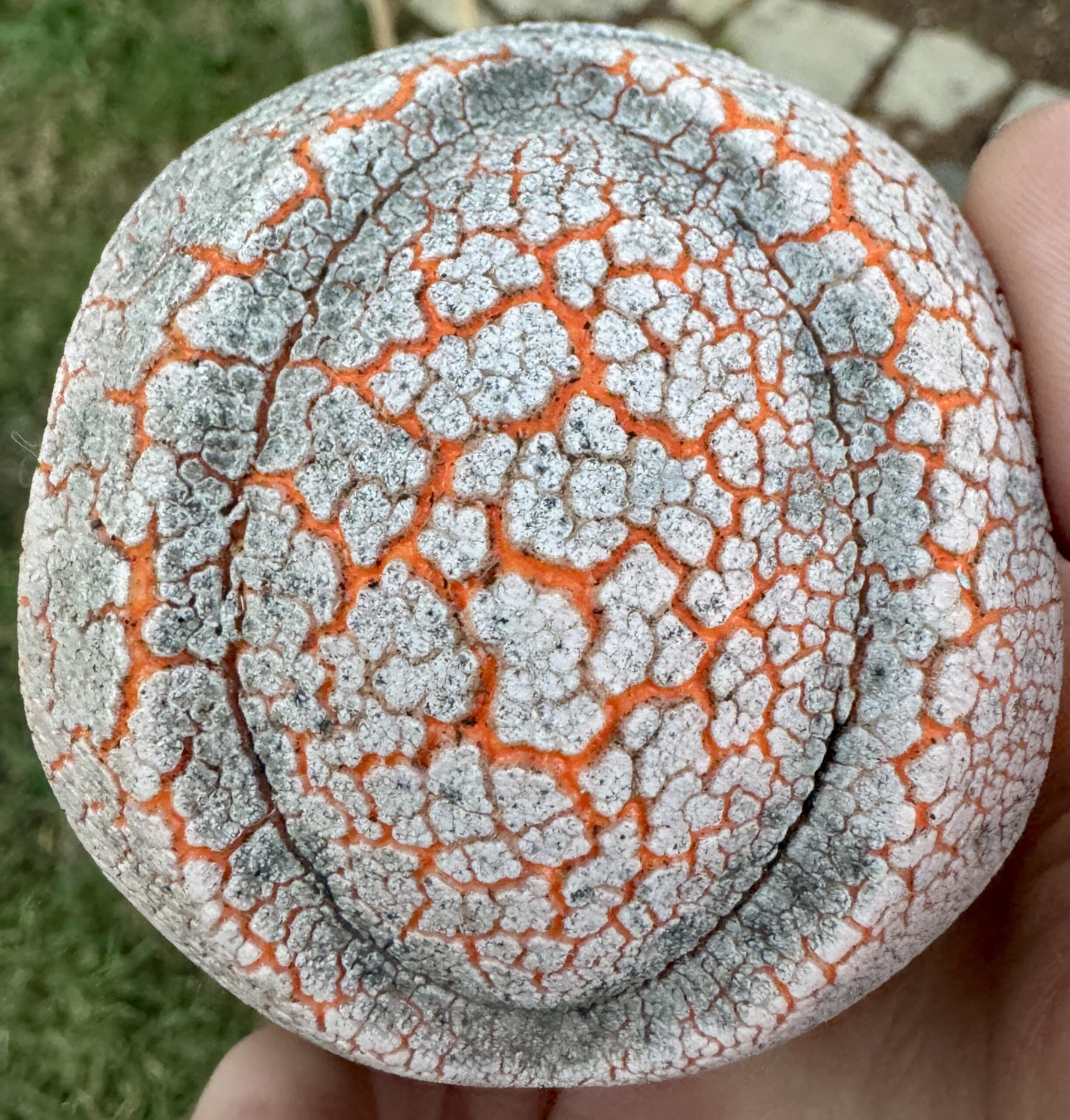 The way this sun bleached dog ball looks like a video game lava world ...