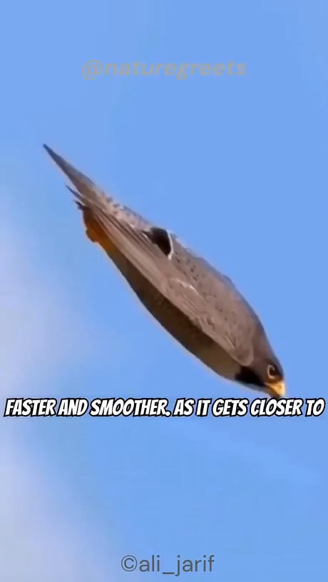 Peregrine Falcon and it's crazy abilities!! - USLUCK