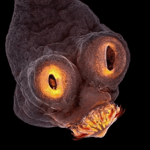 The Face of a Tapeworm Under an Electron Microscope - USLUCK