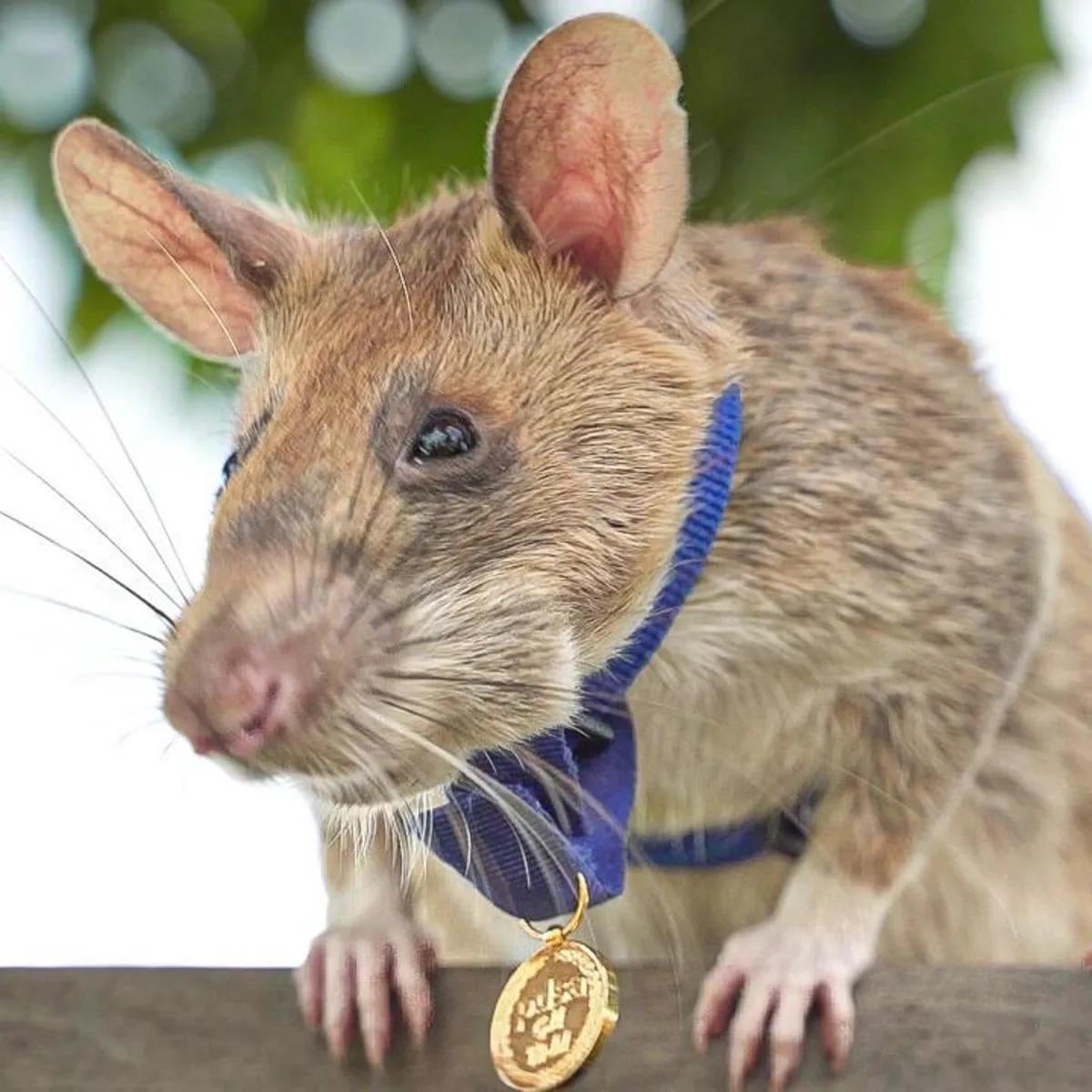 Magawa, the giant pouched rat with his PDSA gold medal awarded to him ...