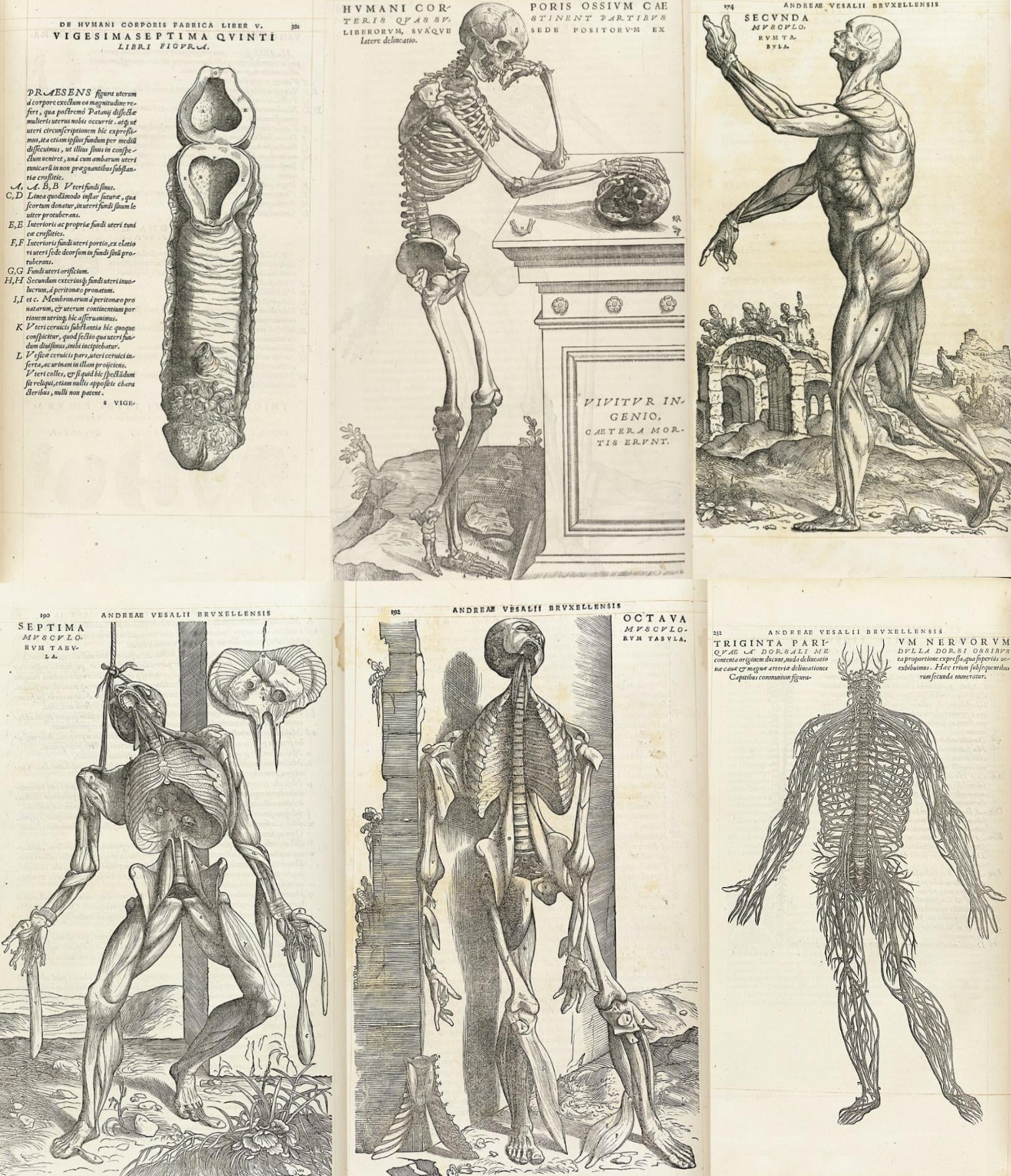 Andreas Vesalius’s De Humani Corporis Fabrica (1543) revolutionized ...