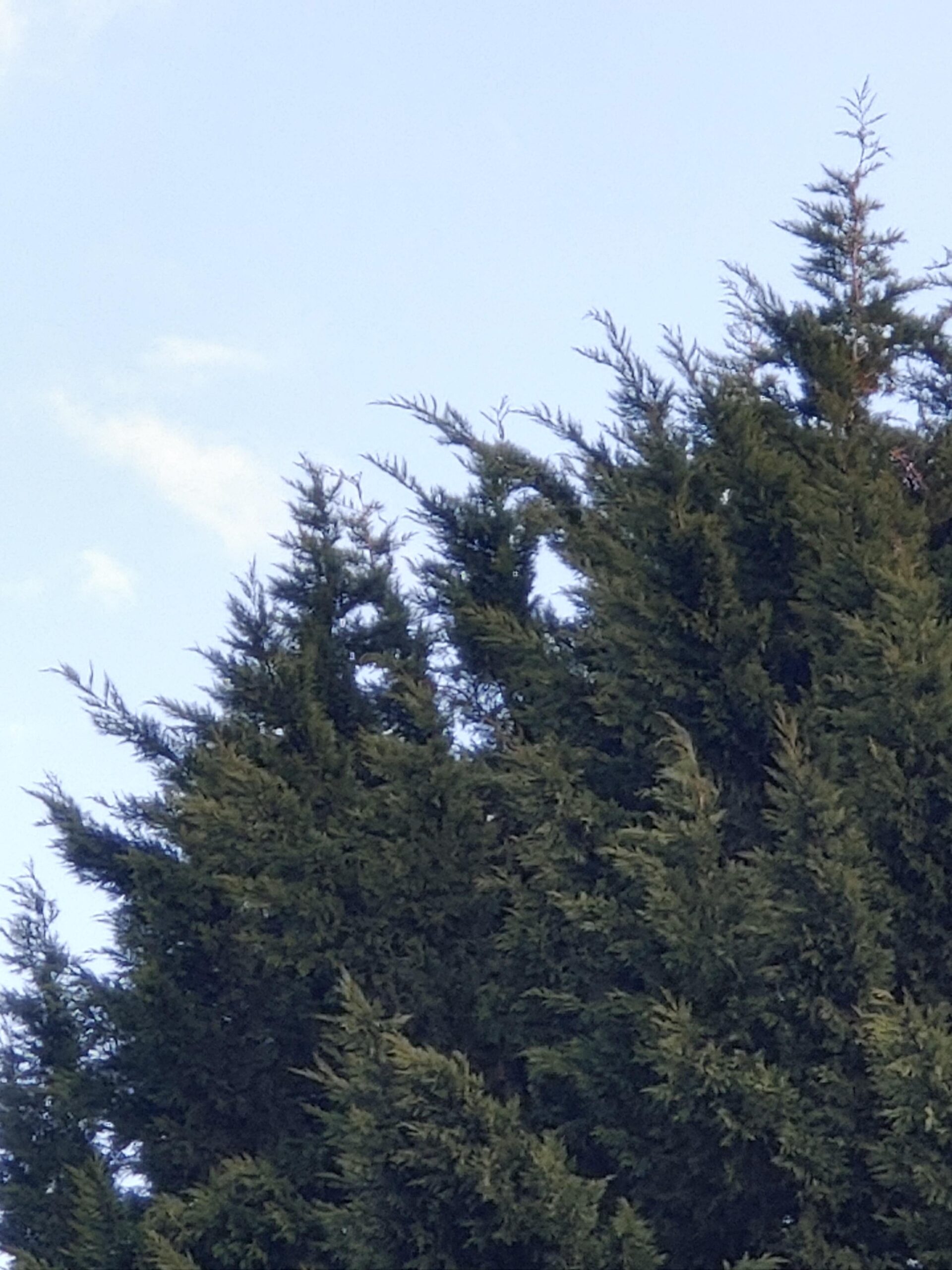 The gap in this tree's branches looks like a mouse cursor - USLUCK