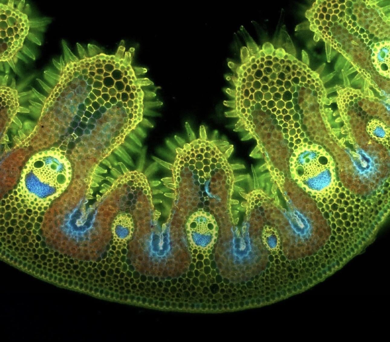 Rain activates grass cells that resemble smiley faces under the ...