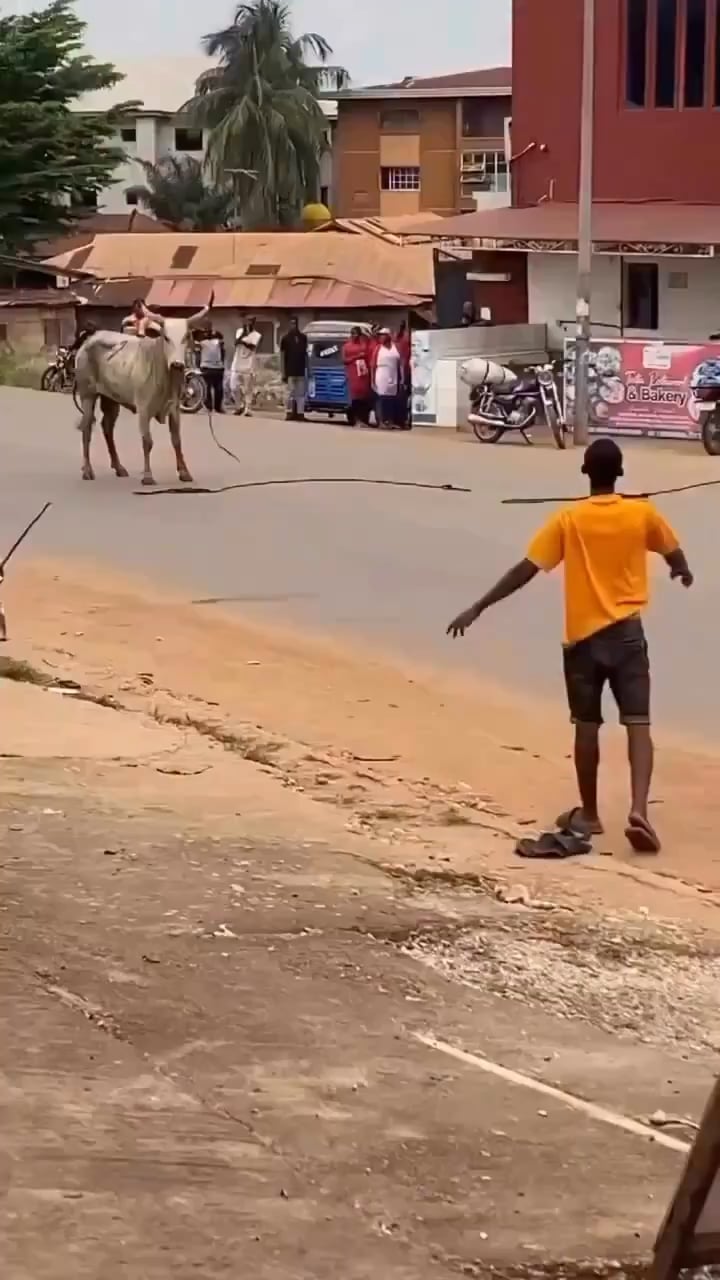 Ghanaian man takes down a rampaging bull with nothing but skill and ...