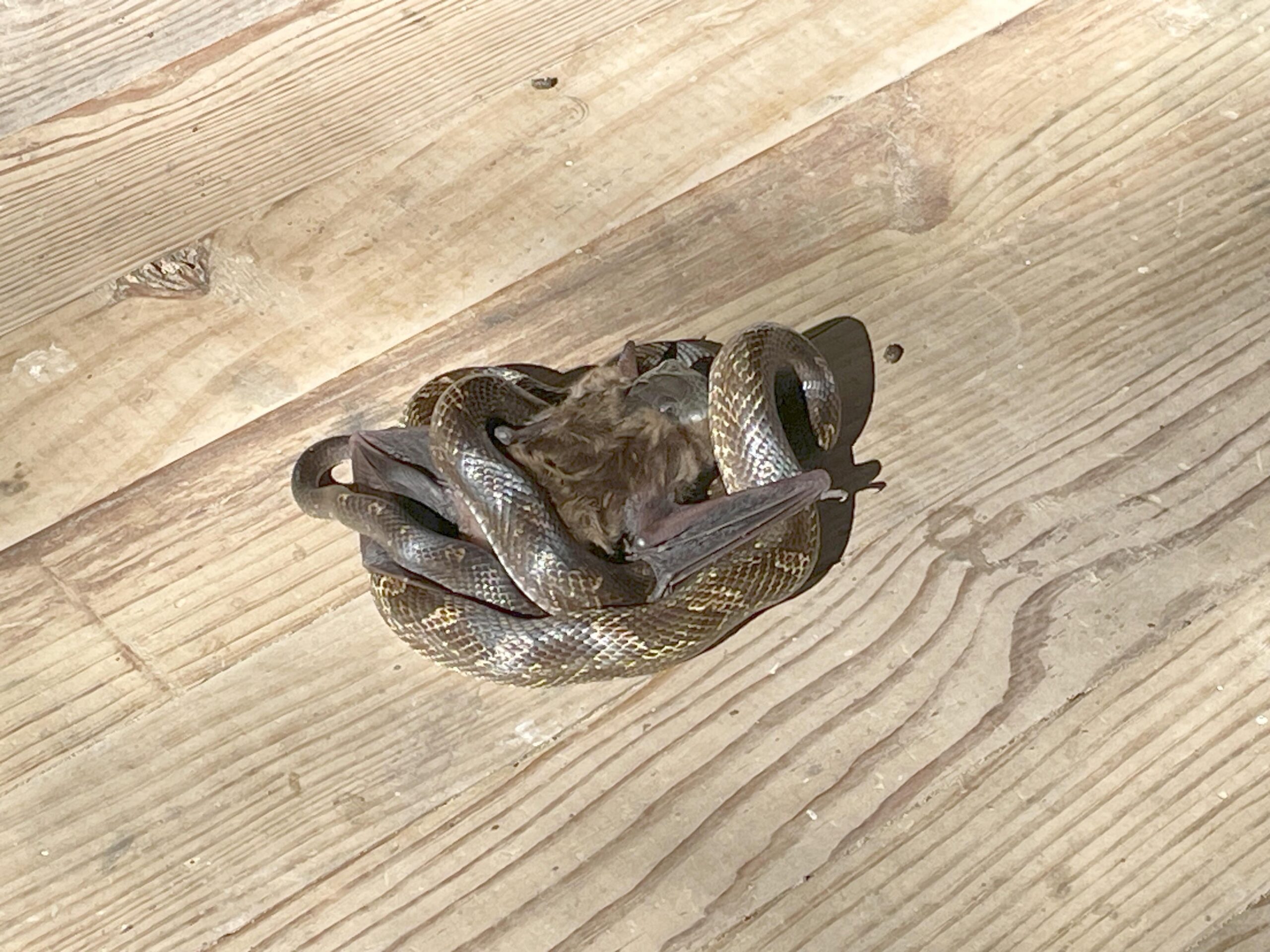 I walked up on a snake eating a bat today. SW Ohio. Apparently it didn ...