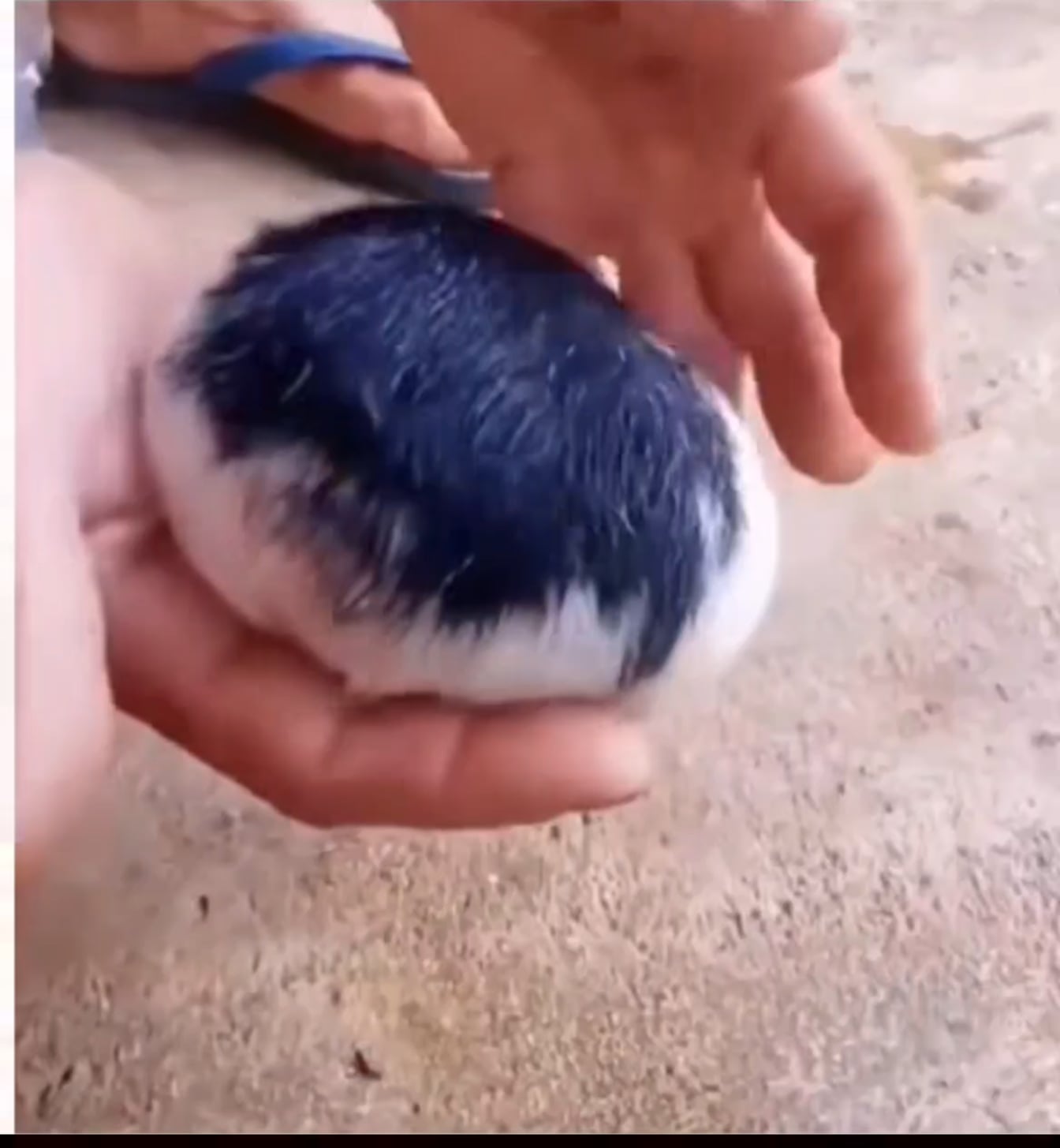 A very rare type of bovine fetal anomaly called Amorphus globosus - USLUCK