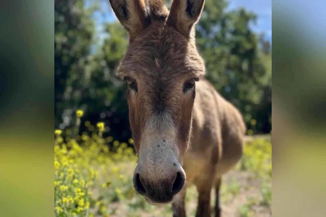 The donkey who inspired Shrek’s Donkey has died at age 30 this year ...