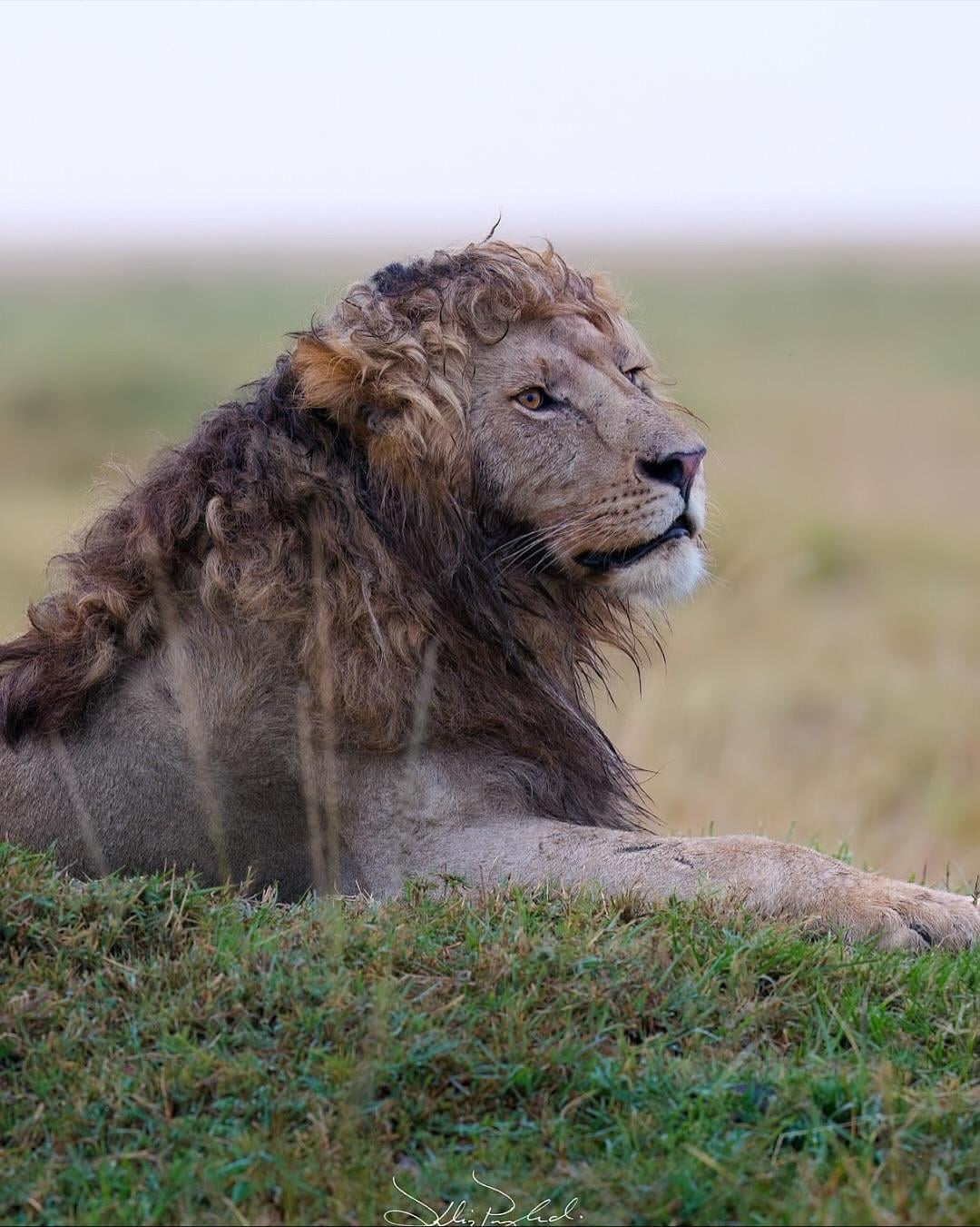 A wildlife photographer captured a lion with curly hair - USLUCK