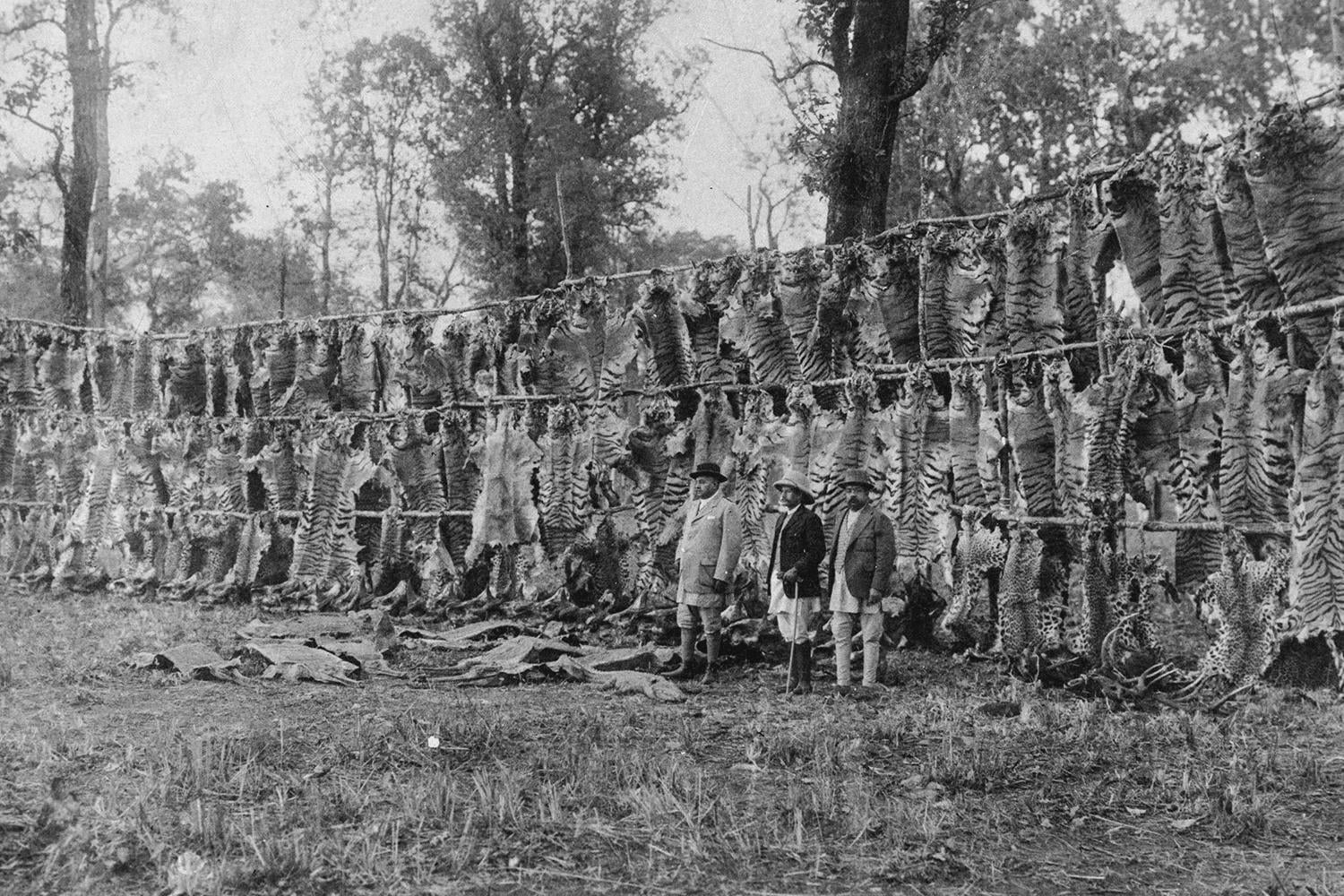 King George V's 10-day royal hunting expedition in Nepal. Numerous ...