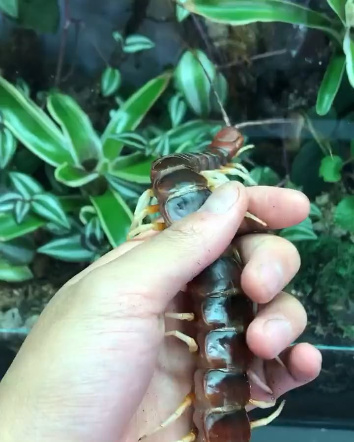 The largest centipede species in the world, the Amazonian giant ...