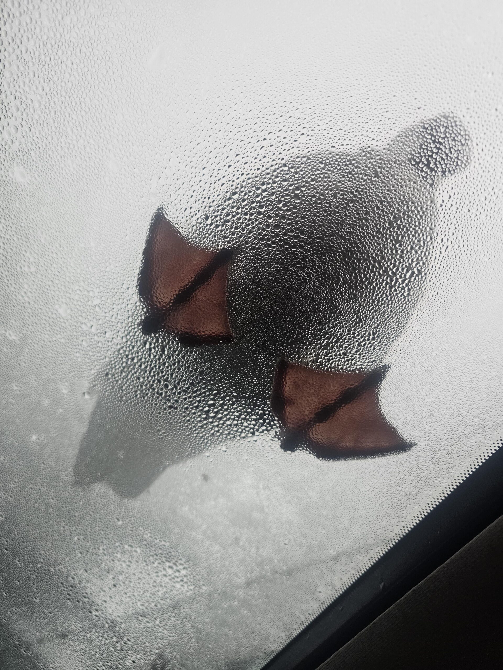 Seagull landed on top of my car so I upskirted it - USLUCK